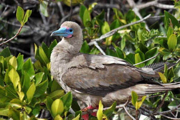 PHOTO: Red-Footed Booby, Galapagos Islands, Ecuador