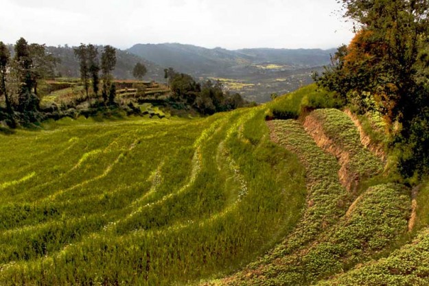 PHOTO: Rice Terraces, Nagarkot, Nepal