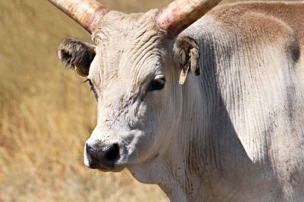 PHOTO: Closeup of Massive Hungarian Grey Cattle