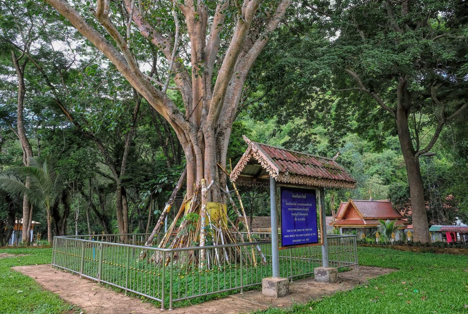 Ordained Spirit Trees of Thailand - Hole in the Donut Cultural Travel