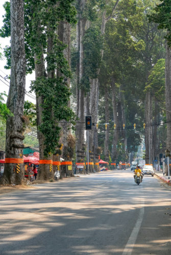 Ordained Spirit Trees of Thailand - Hole in the Donut Cultural Travel