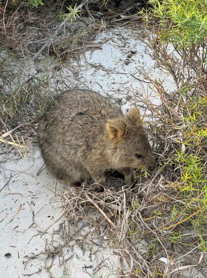 The Quokkas of Rottnest Island, Australia - Hole in the Donut Cultural ...